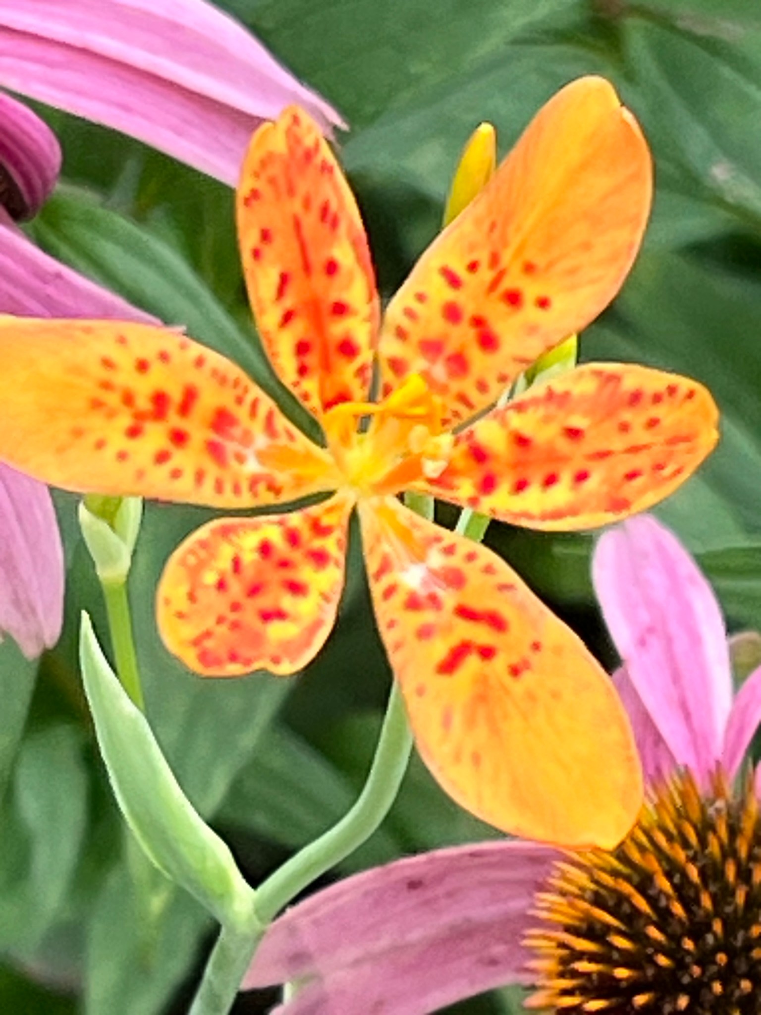 Wood County Master Gardeners